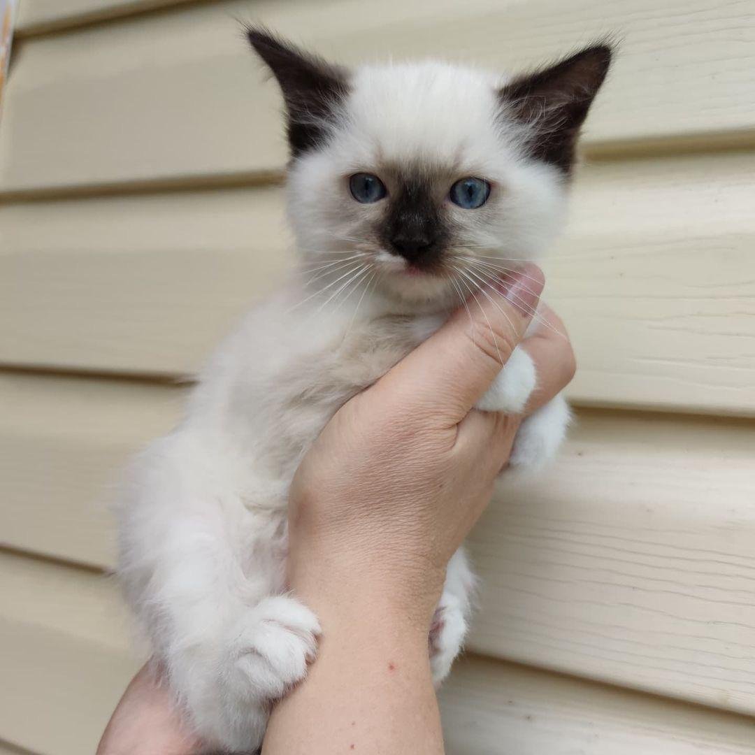 Koby - Luxury Ragdolls